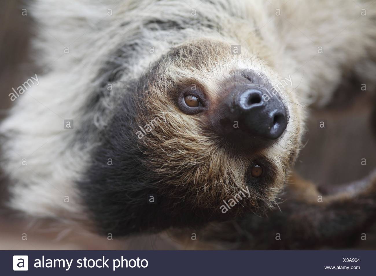 Folivora Stock Photos & Folivora Stock Images - Alamy