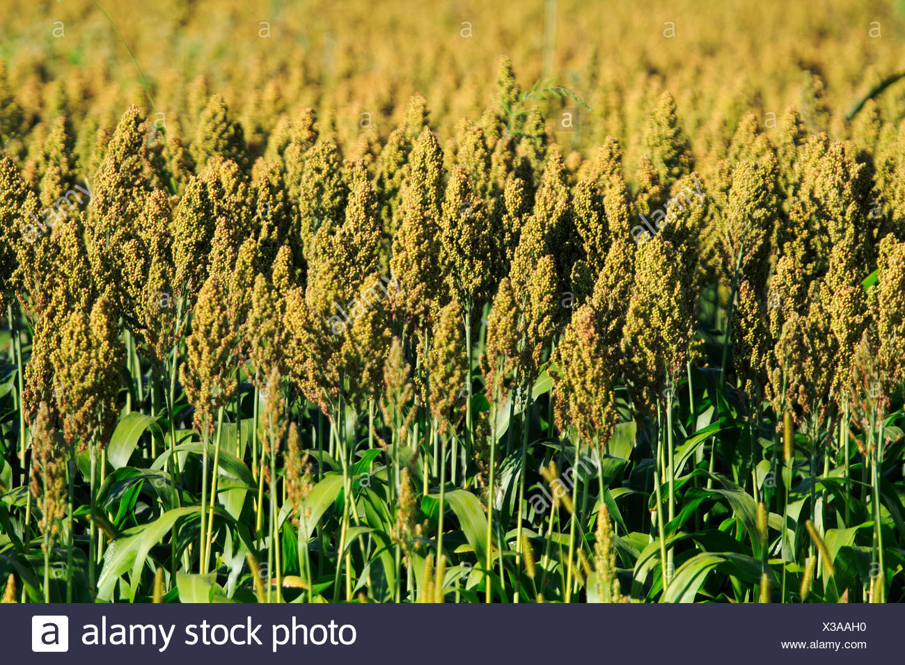 Broom Corn Stock Photos & Broom Corn Stock Images - Alamy