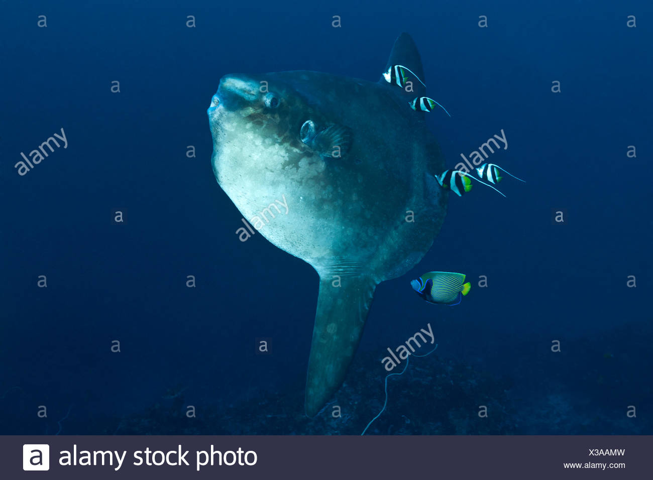 Angelfish Cleaning High Resolution Stock Photography and Images - Alamy