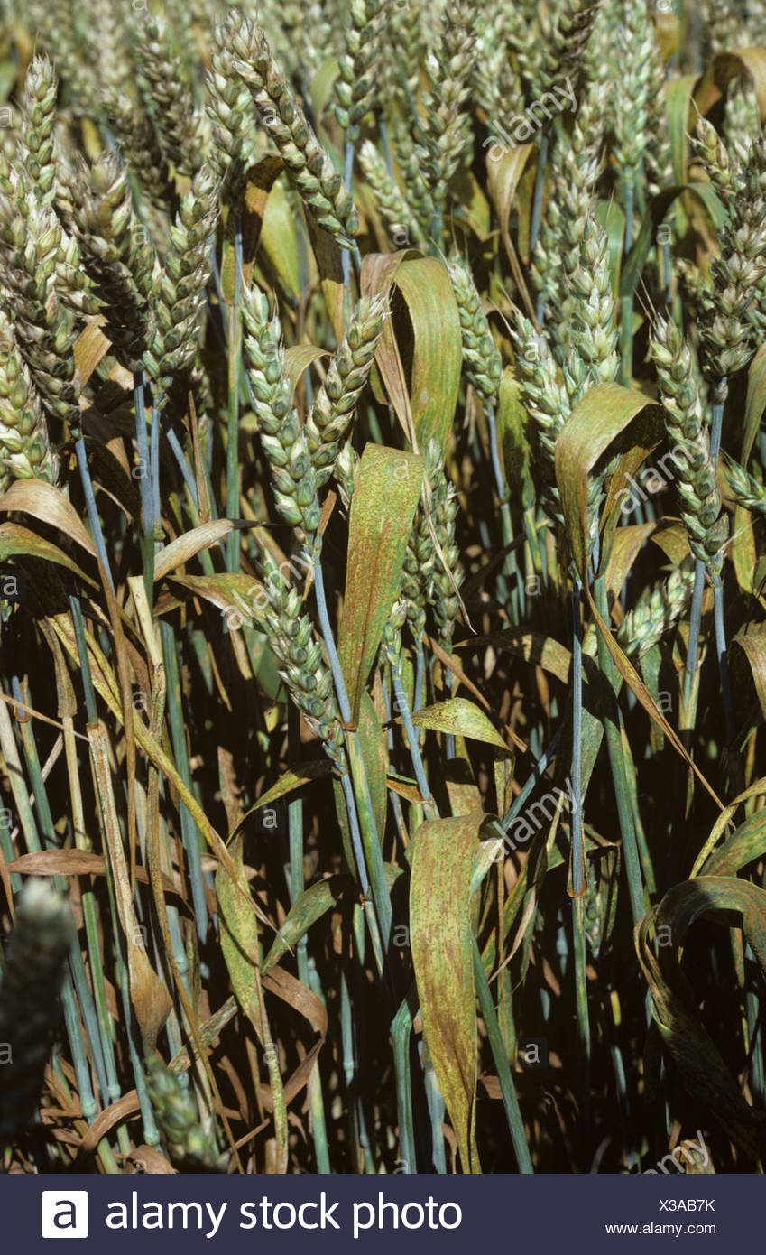 Pucciniaceae Stock Photos & Pucciniaceae Stock Images - Alamy