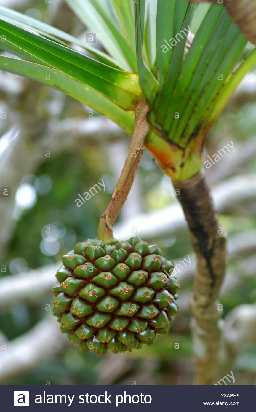 Screw Pine Fruit Stock Photos & Screw Pine Fruit Stock Images - Alamy
