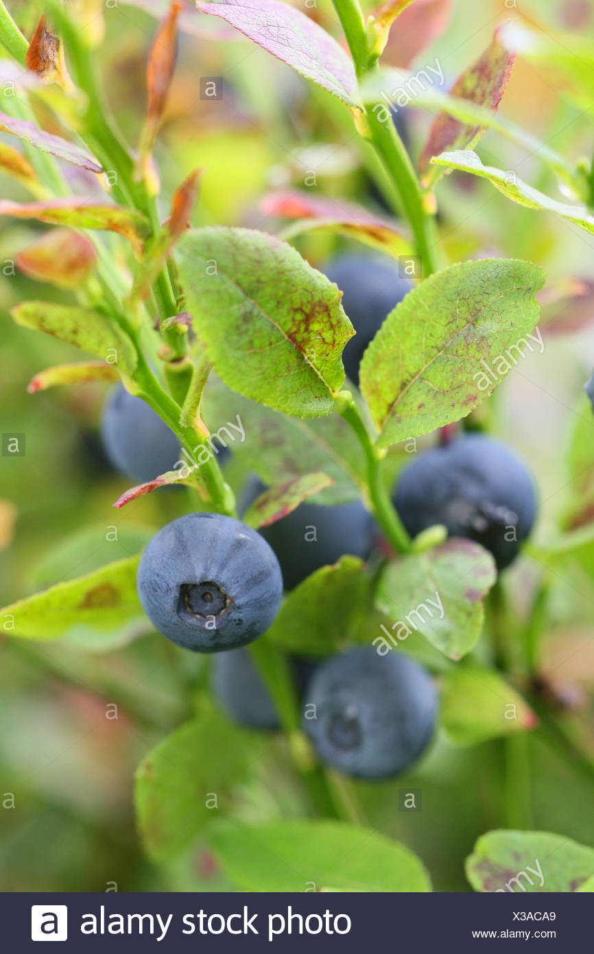 Billberry Vaccinium Myrtillus High Resolution Stock Photography and ...