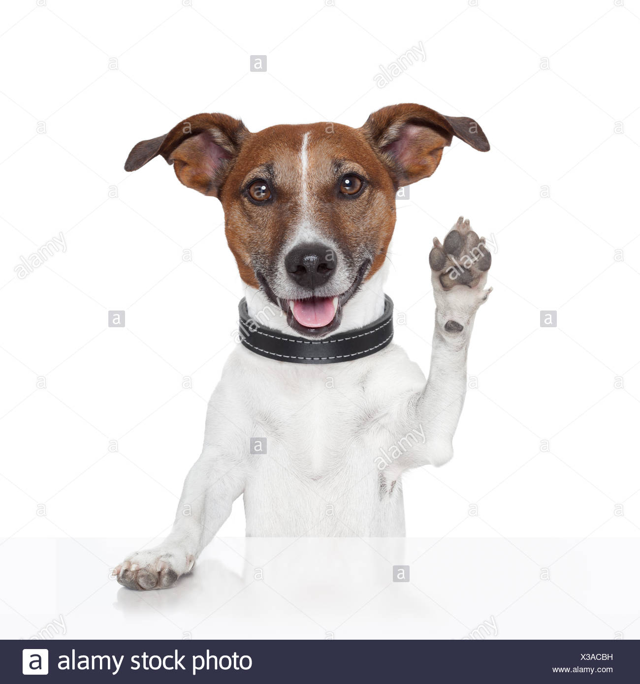 Dog Waving Paw Stock Photos & Dog Waving Paw Stock Images - Alamy