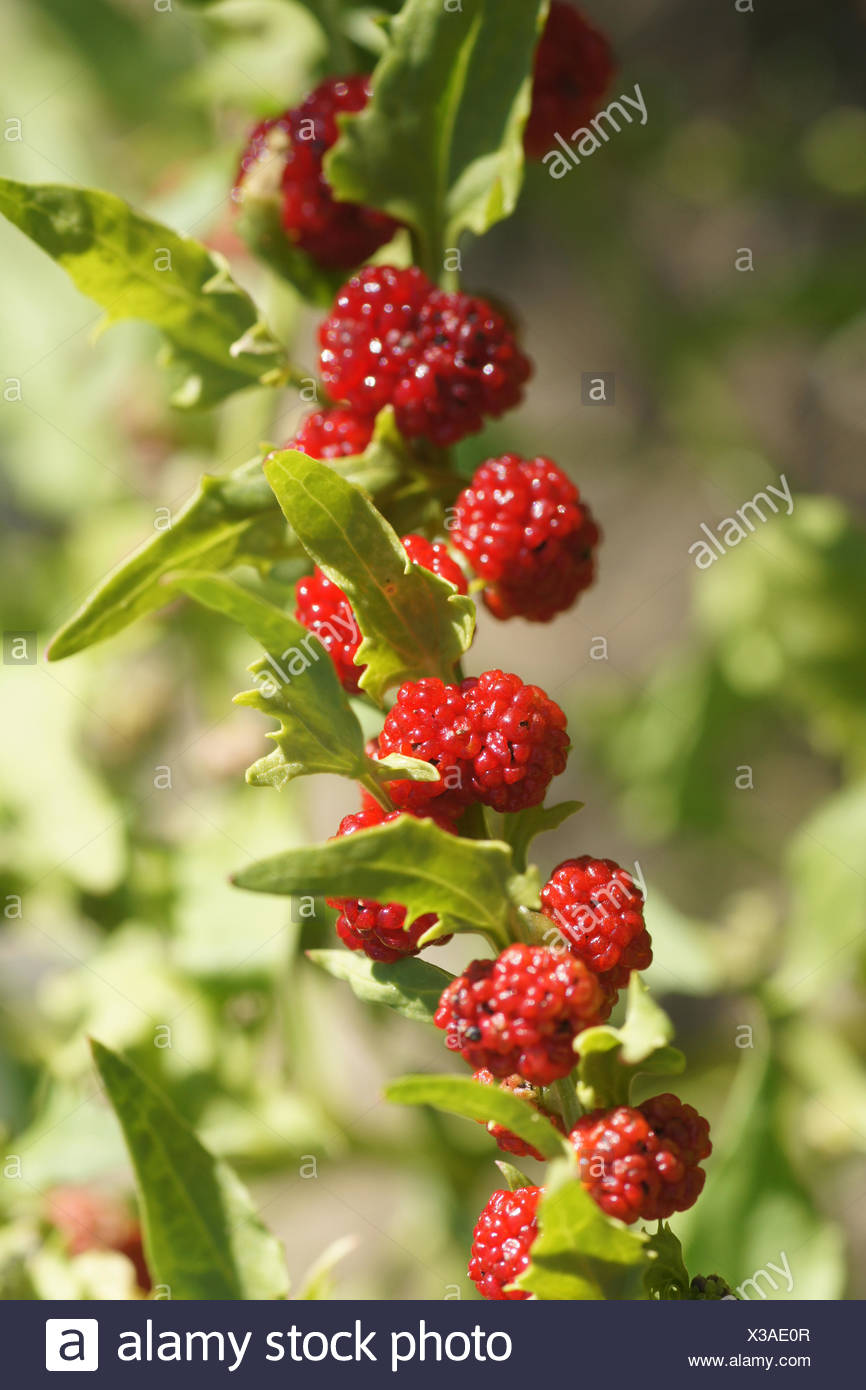 Goosefoot High Resolution Stock Photography and Images - Alamy
