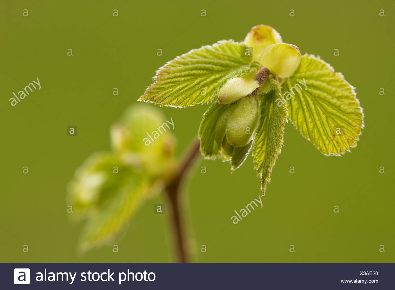 Hazel Shoots High Resolution Stock Photography and Images - Alamy