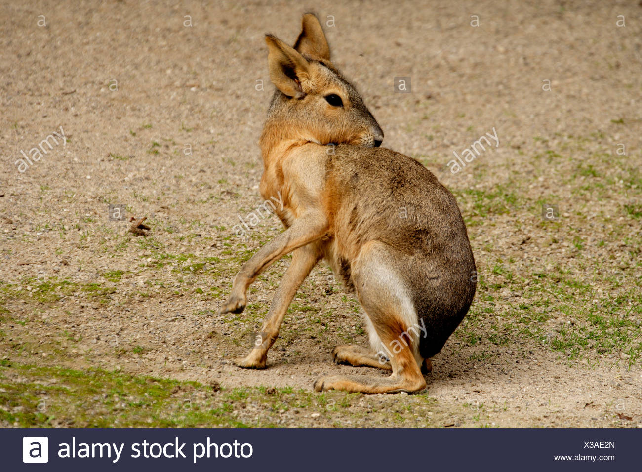 Grosser Mara Stock Photos & Grosser Mara Stock Images - Alamy