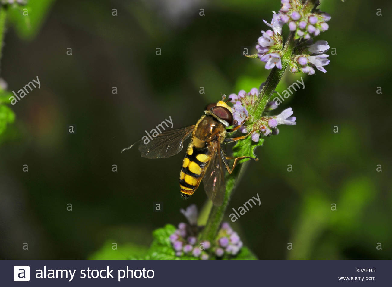 Metasyrphus High Resolution Stock Photography and Images - Alamy