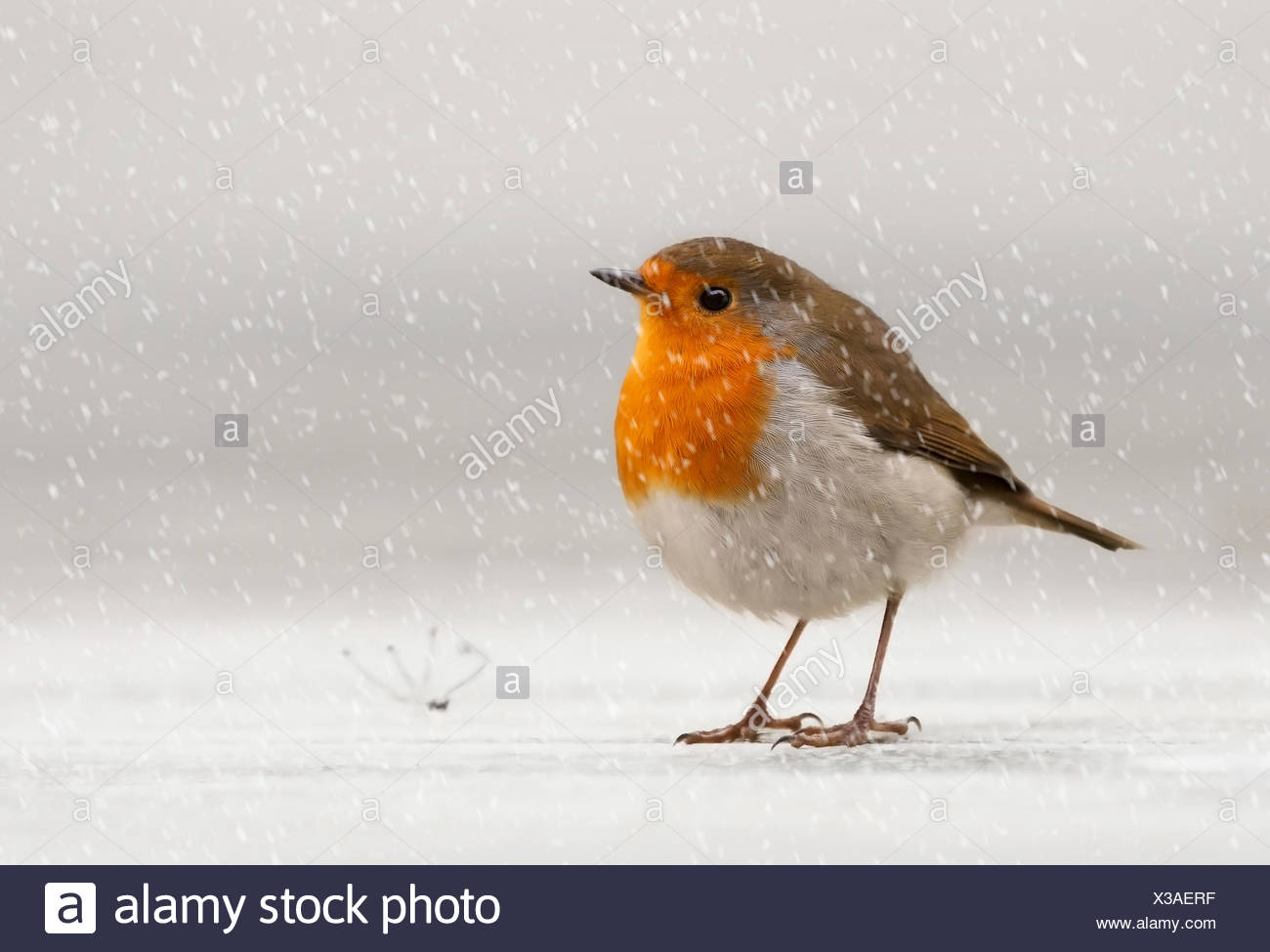 Side By Side In The Snow High Resolution Stock Photography and Images ...