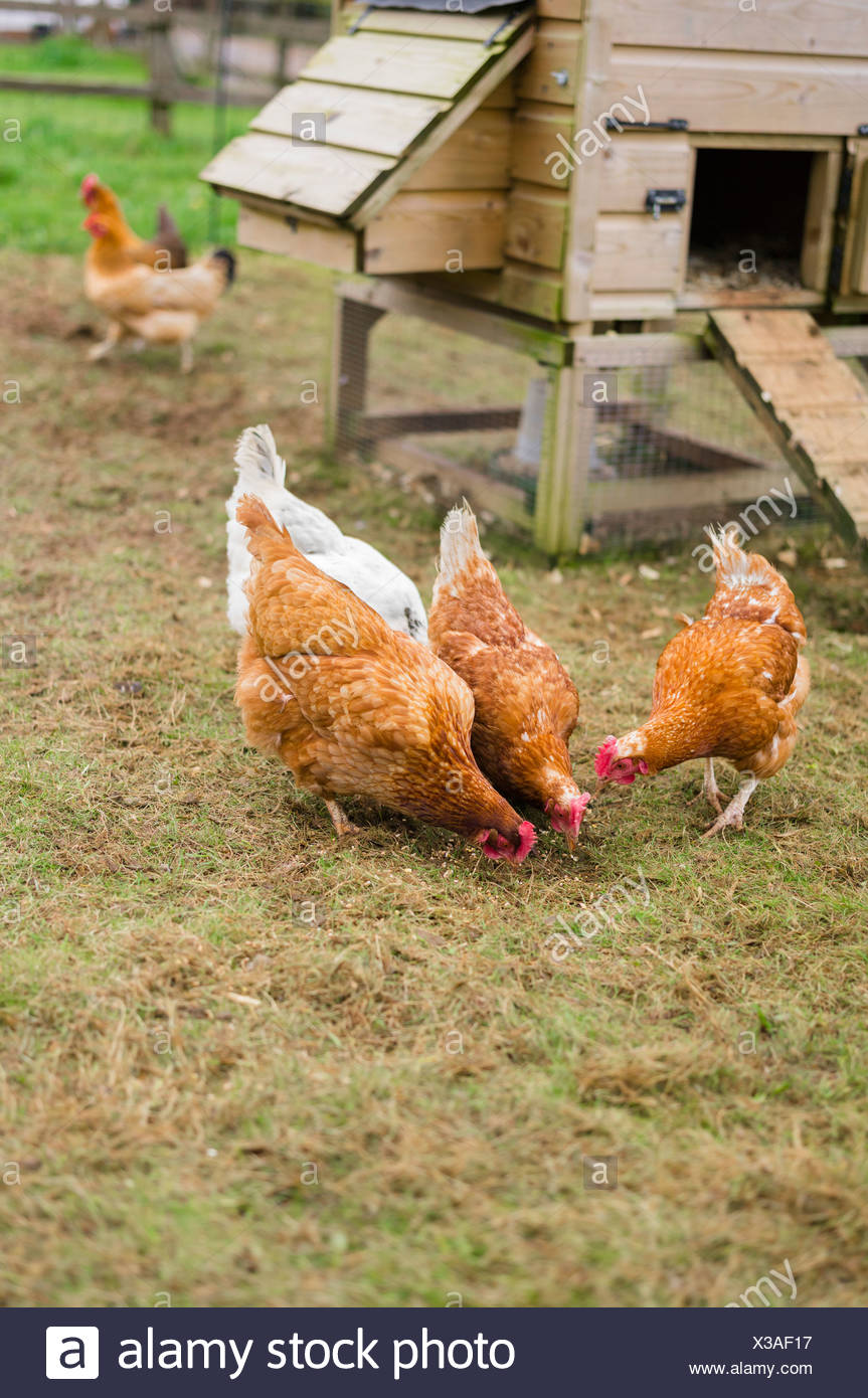 Pecking Ground High Resolution Stock Photography and Images - Alamy