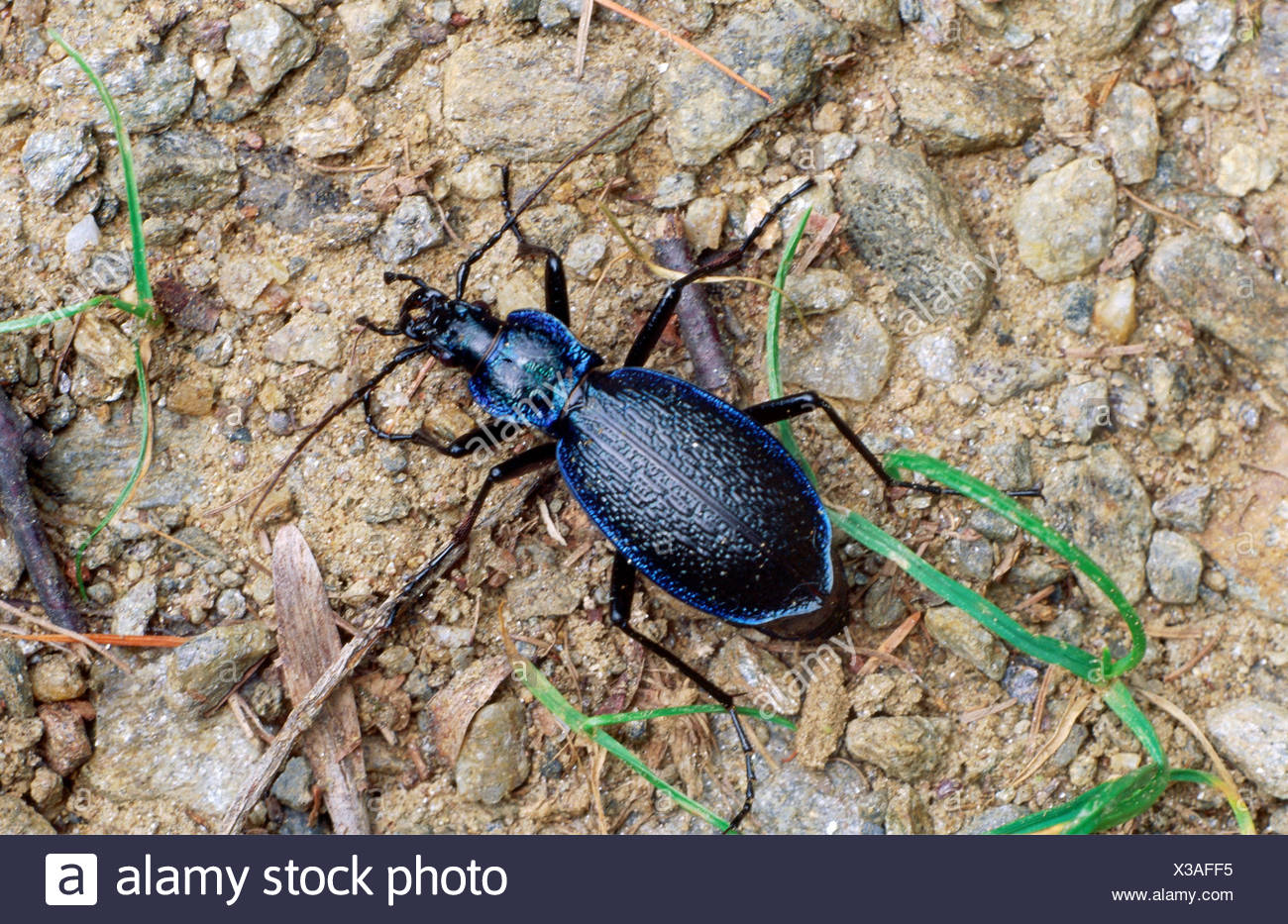Carabus Coriaceus Stock Photos & Carabus Coriaceus Stock Images - Alamy