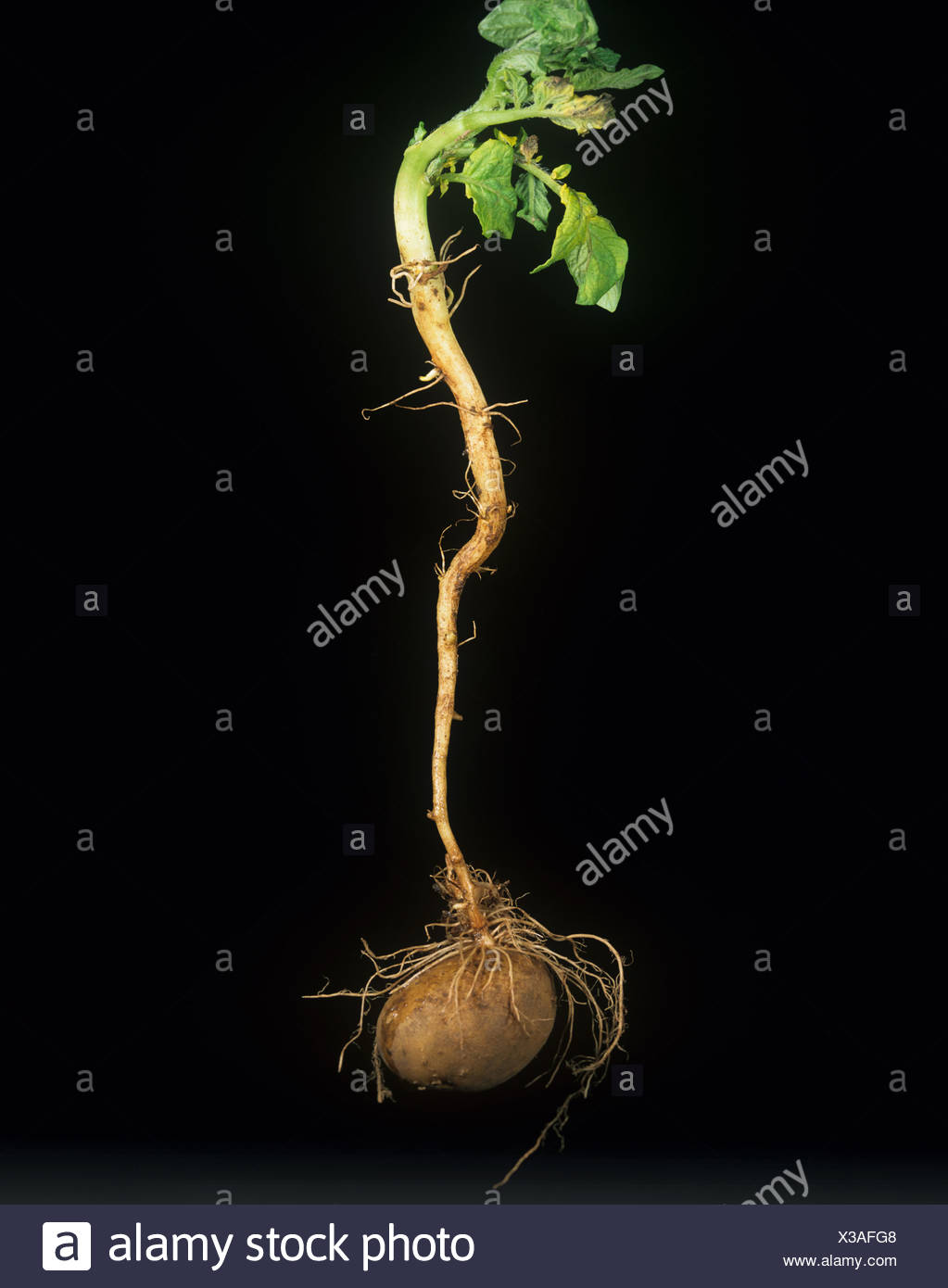 Scutigerella Immaculata Stock Photos & Scutigerella Immaculata Stock ...