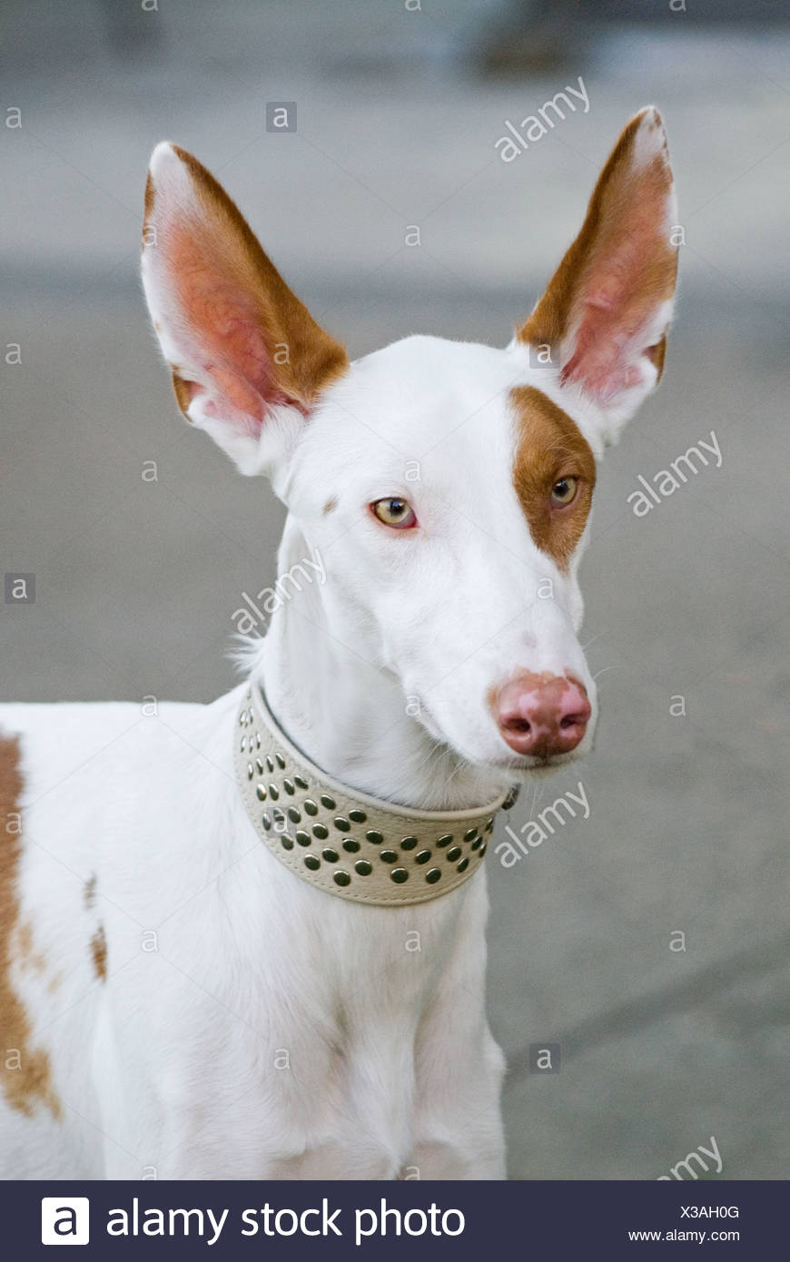 Ibizan Podenco High Resolution Stock Photography and Images - Alamy