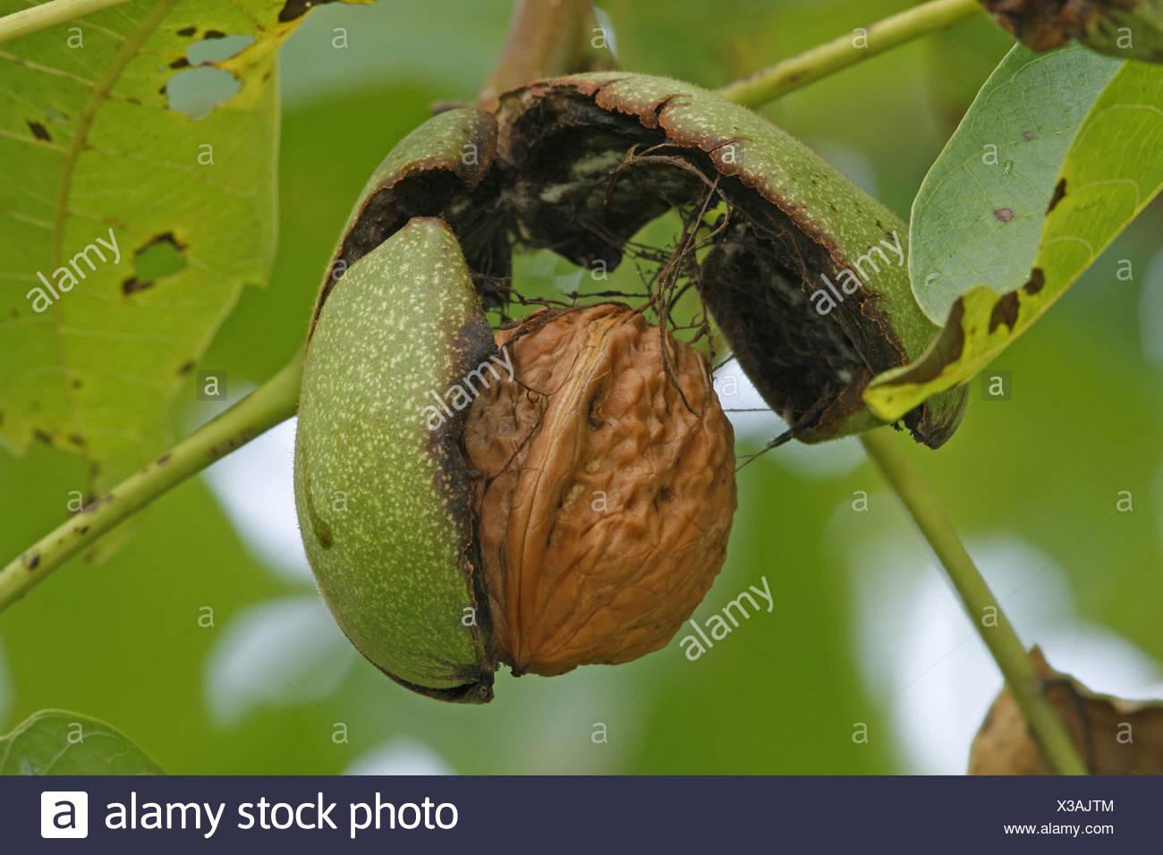 Juglans Fruit High Resolution Stock Photography and Images - Alamy
