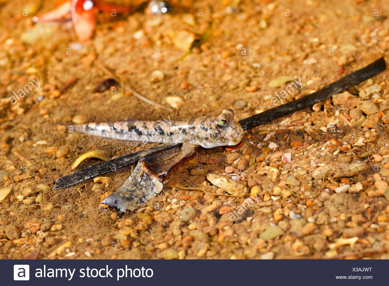 Climbing Fishes High Resolution Stock Photography and Images - Alamy