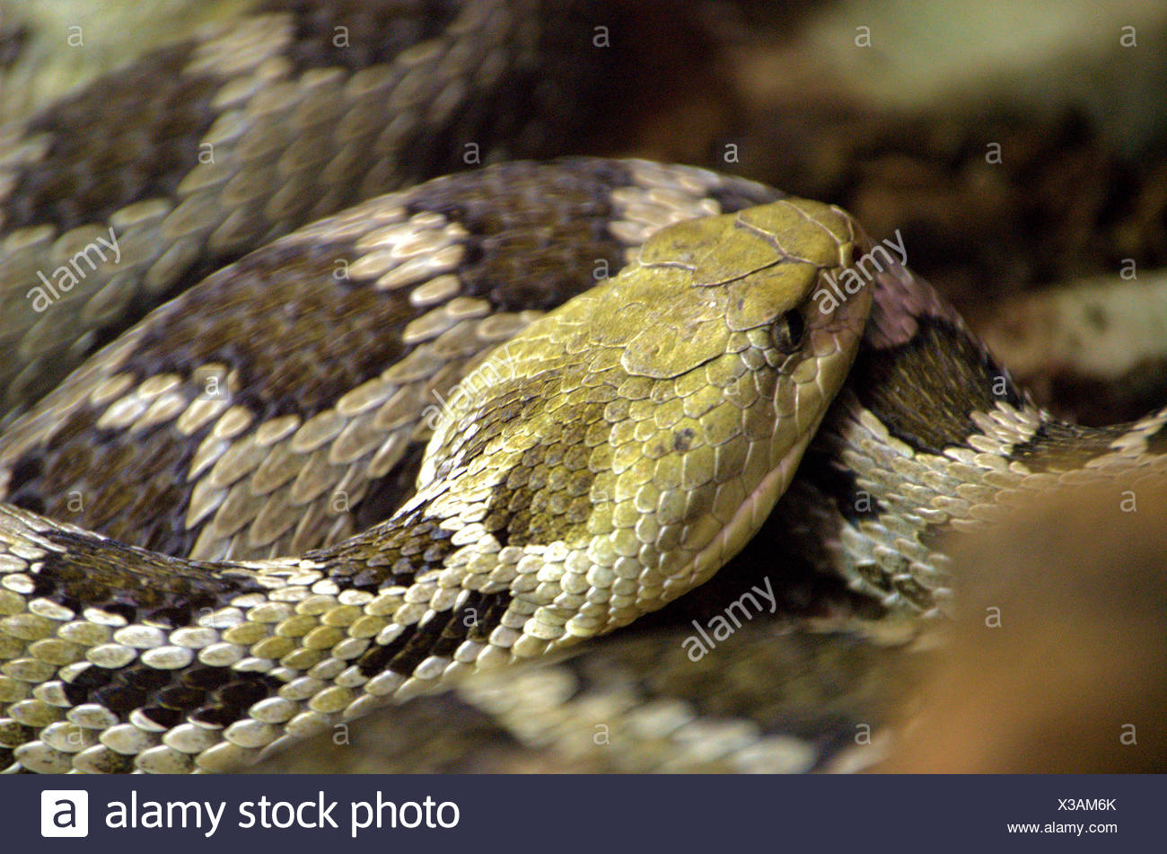 Asp Vipers Stock Photos & Asp Vipers Stock Images - Alamy