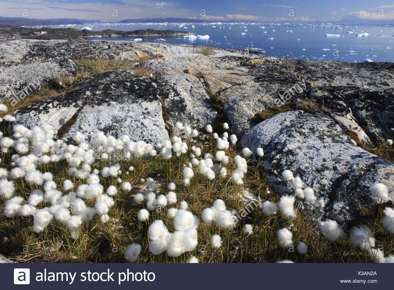 Greenland Flower High Resolution Stock Photography and Images - Alamy
