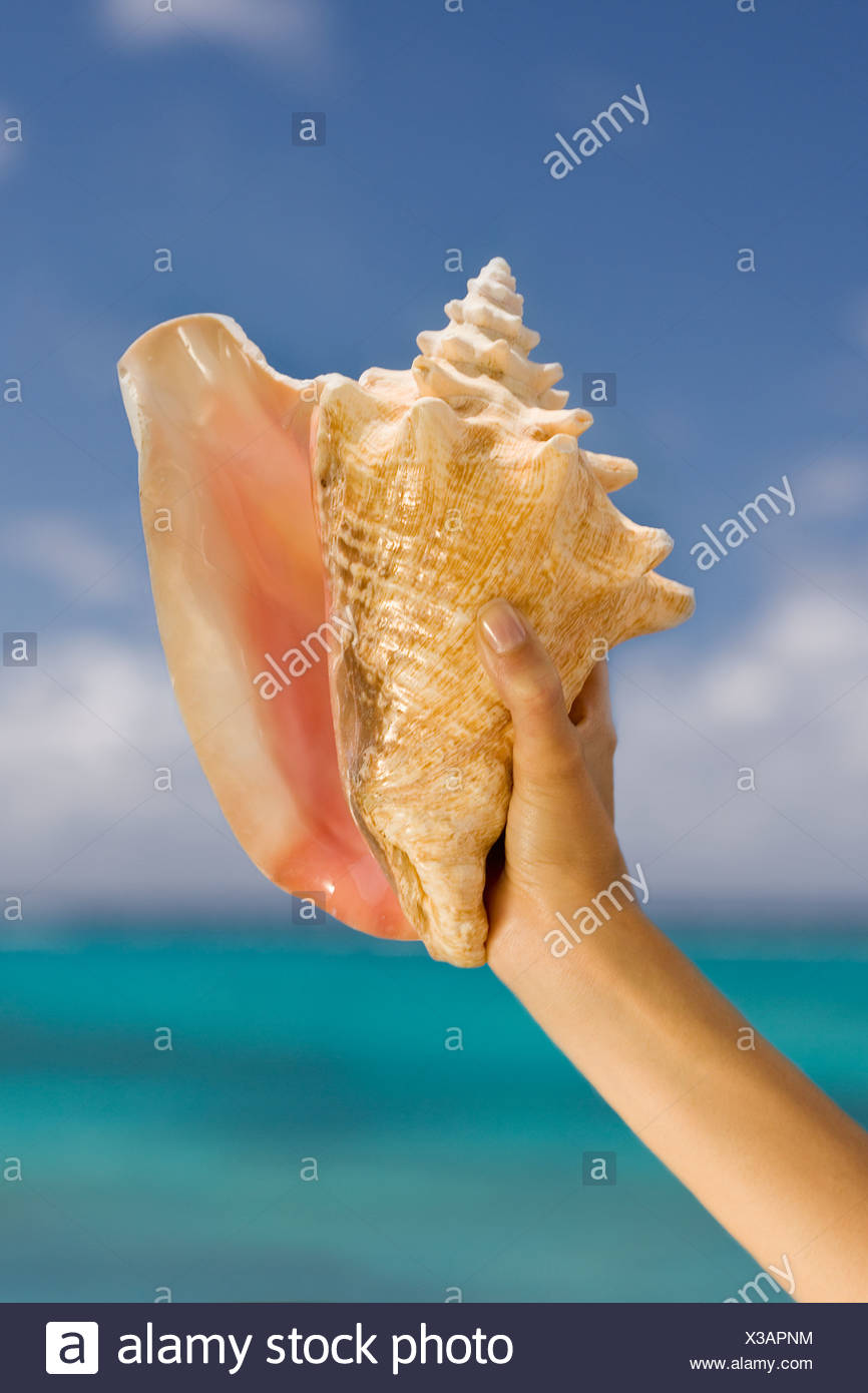 Conch Shell Hands Stock Photos & Conch Shell Hands Stock Images - Alamy