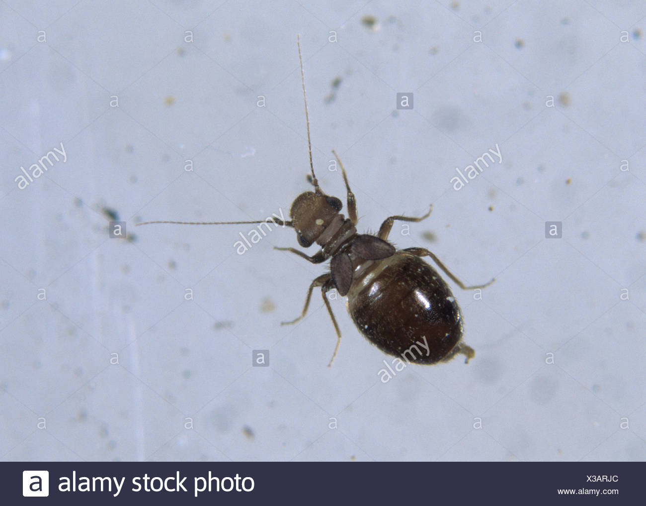 Psocid High Resolution Stock Photography and Images - Alamy