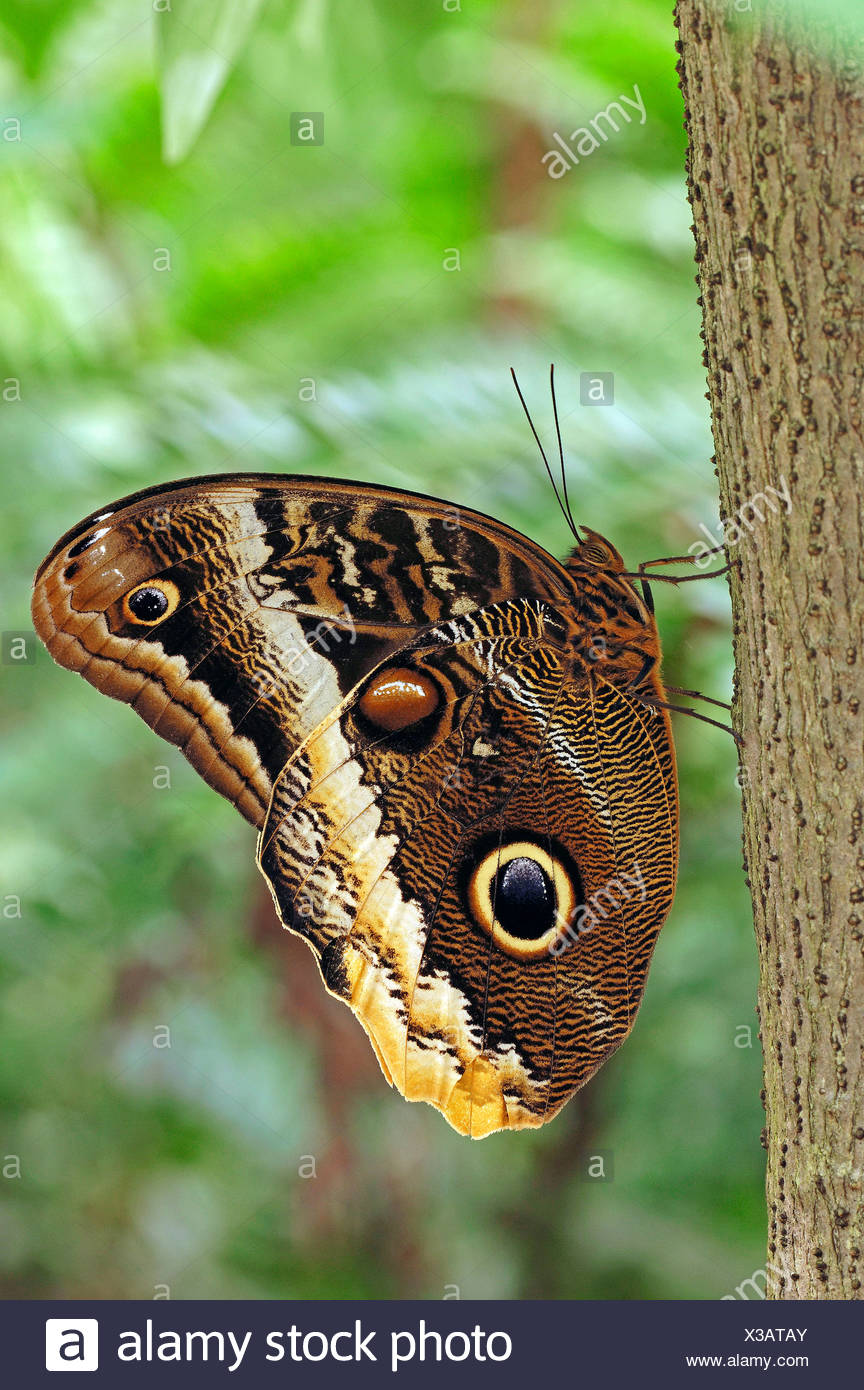 Owlet Butterfly High Resolution Stock Photography and Images - Alamy