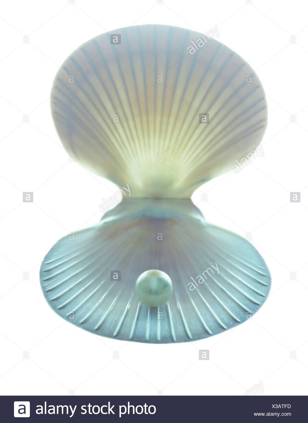 Open Scallop Shell High Resolution Stock Photography and Images - Alamy