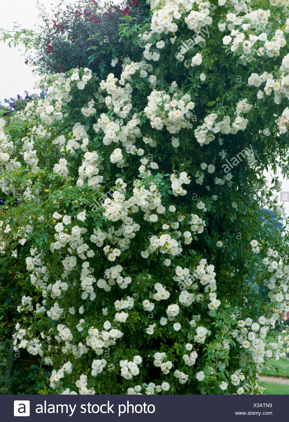 Rosa Sanders White Rambler Agm High Resolution Stock Photography and ...