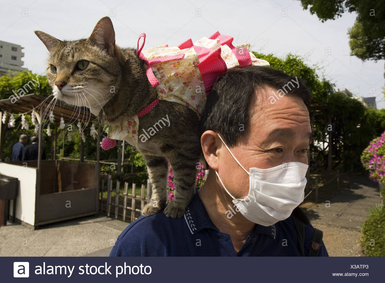 Cat Mask Man High Resolution Stock Photography and Images - Alamy