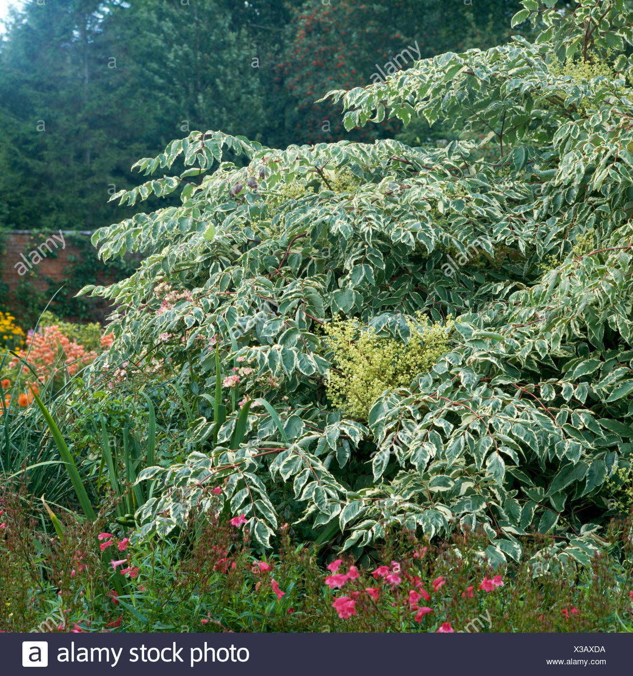 Aralia Elata High Resolution Stock Photography and Images - Alamy