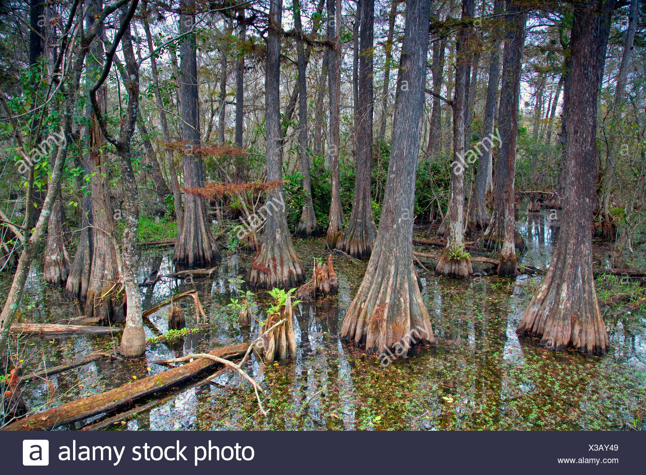 Big Cypress Swamp High Resolution Stock Photography and Images - Alamy