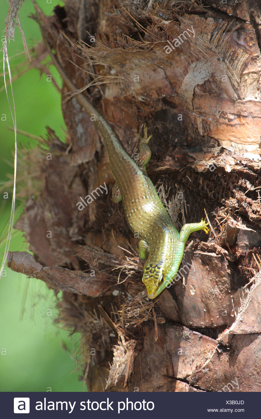 Olive Tree Skink Dasia Olivacea High Resolution Stock Photography and ...
