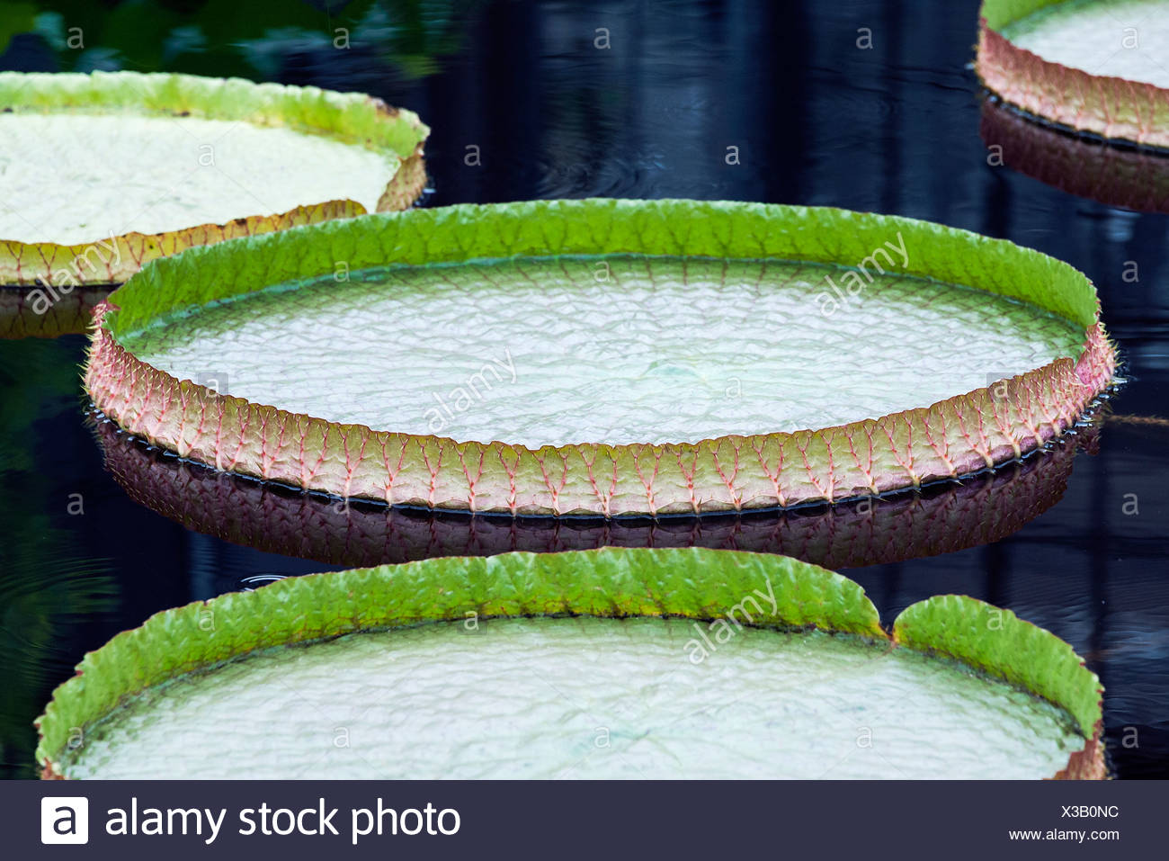 Green Lilly Pad High Resolution Stock Photography and Images - Alamy