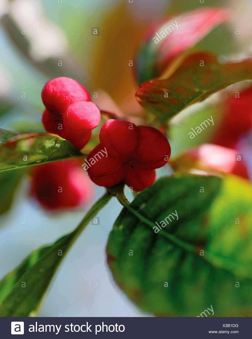 Euonymus Spindle Tree High Resolution Stock Photography and Images - Alamy