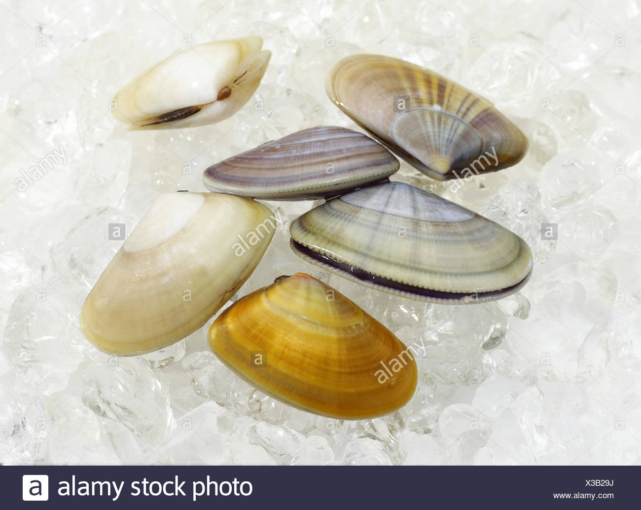 Wedge Shell High Resolution Stock Photography and Images - Alamy
