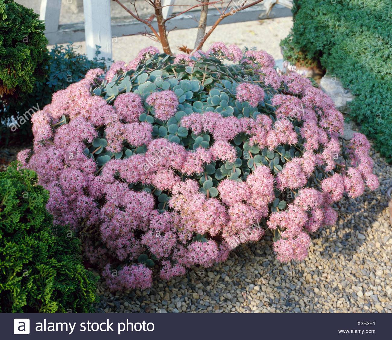 Sedum Sieboldii Stock Photos & Sedum Sieboldii Stock Images - Alamy