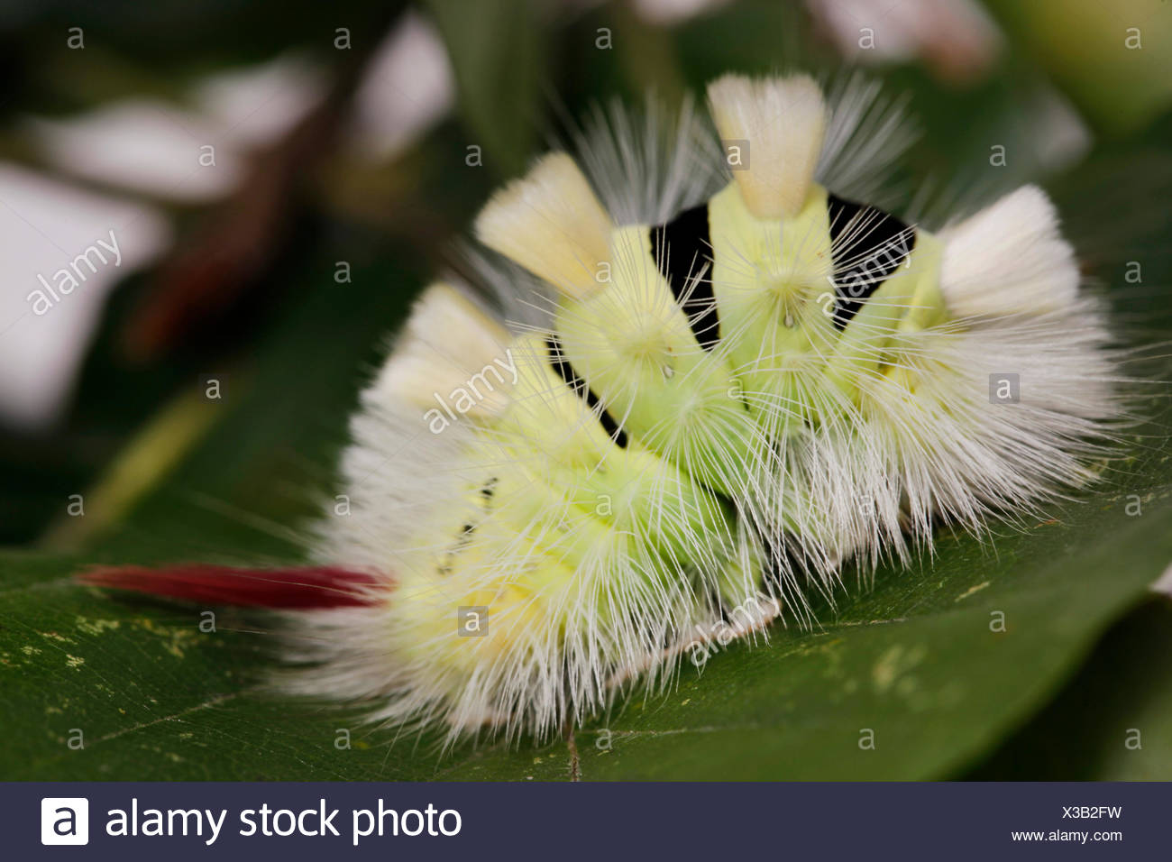 Red Tail Moth Calliteara High Resolution Stock Photography and Images ...