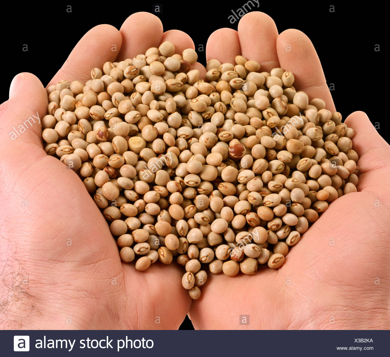 Congo Pea High Resolution Stock Photography and Images - Alamy