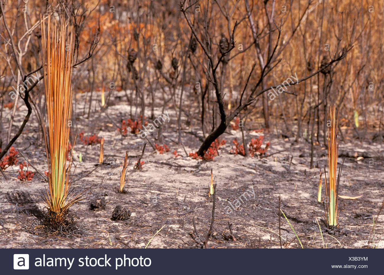 Bushfire High Resolution Stock Photography and Images - Alamy