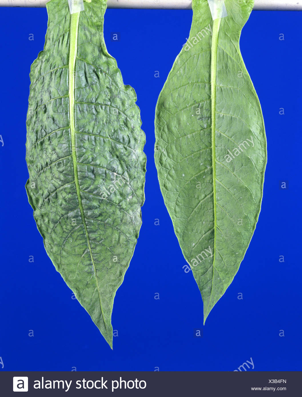 Tmv Virus Stock Photos & Tmv Virus Stock Images - Alamy
