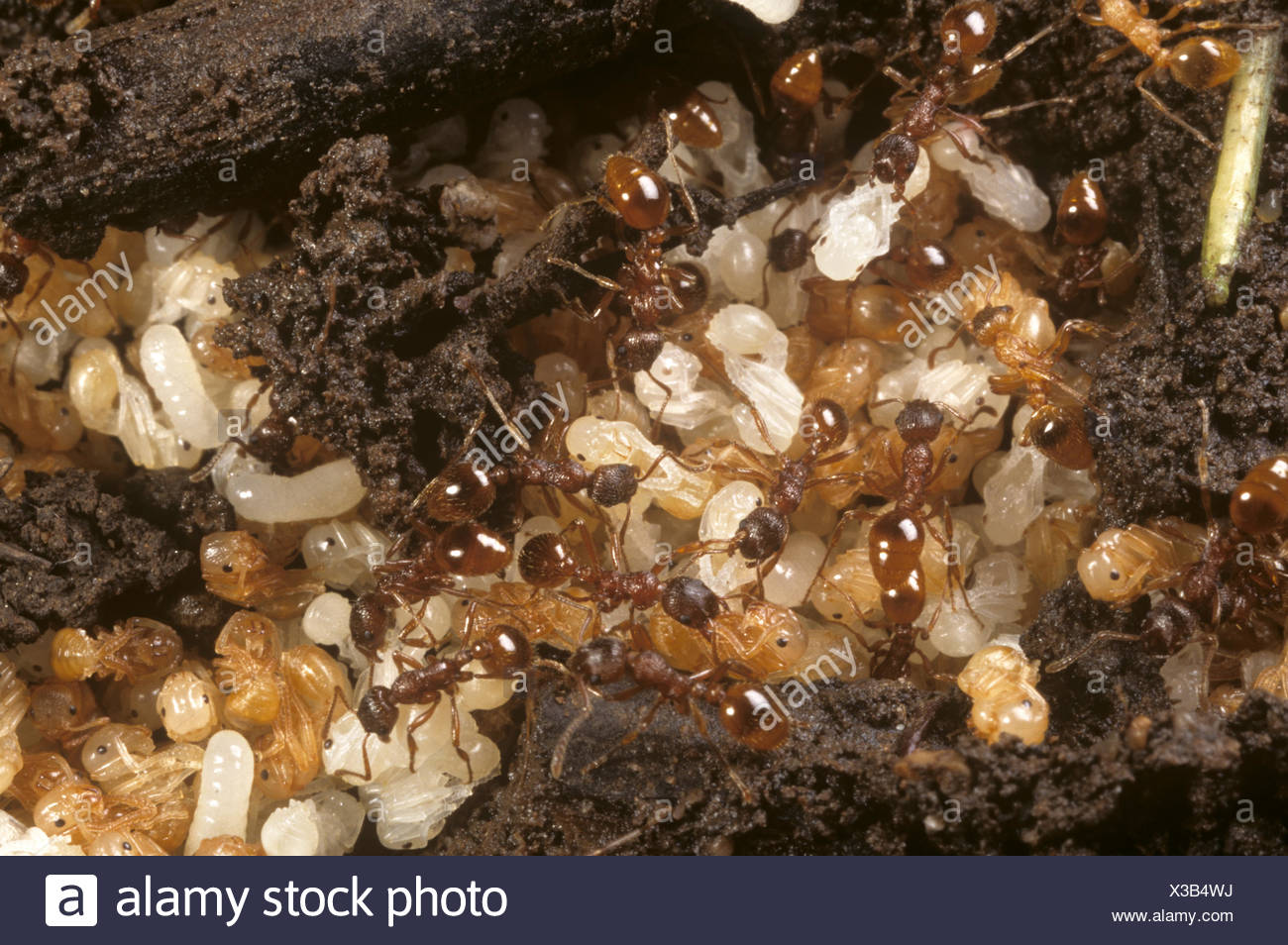 Pupae High Resolution Stock Photography and Images - Alamy