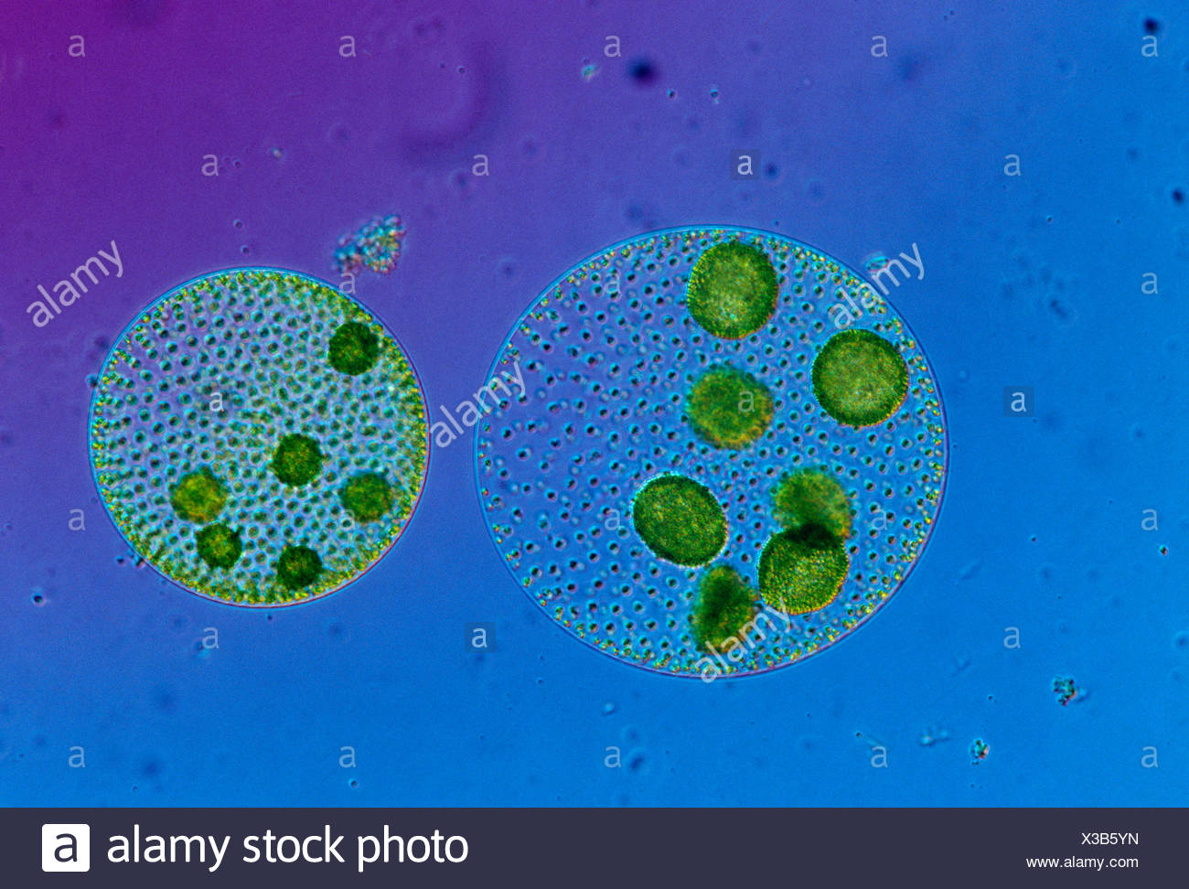Spherical Algae High Resolution Stock Photography and Images - Alamy