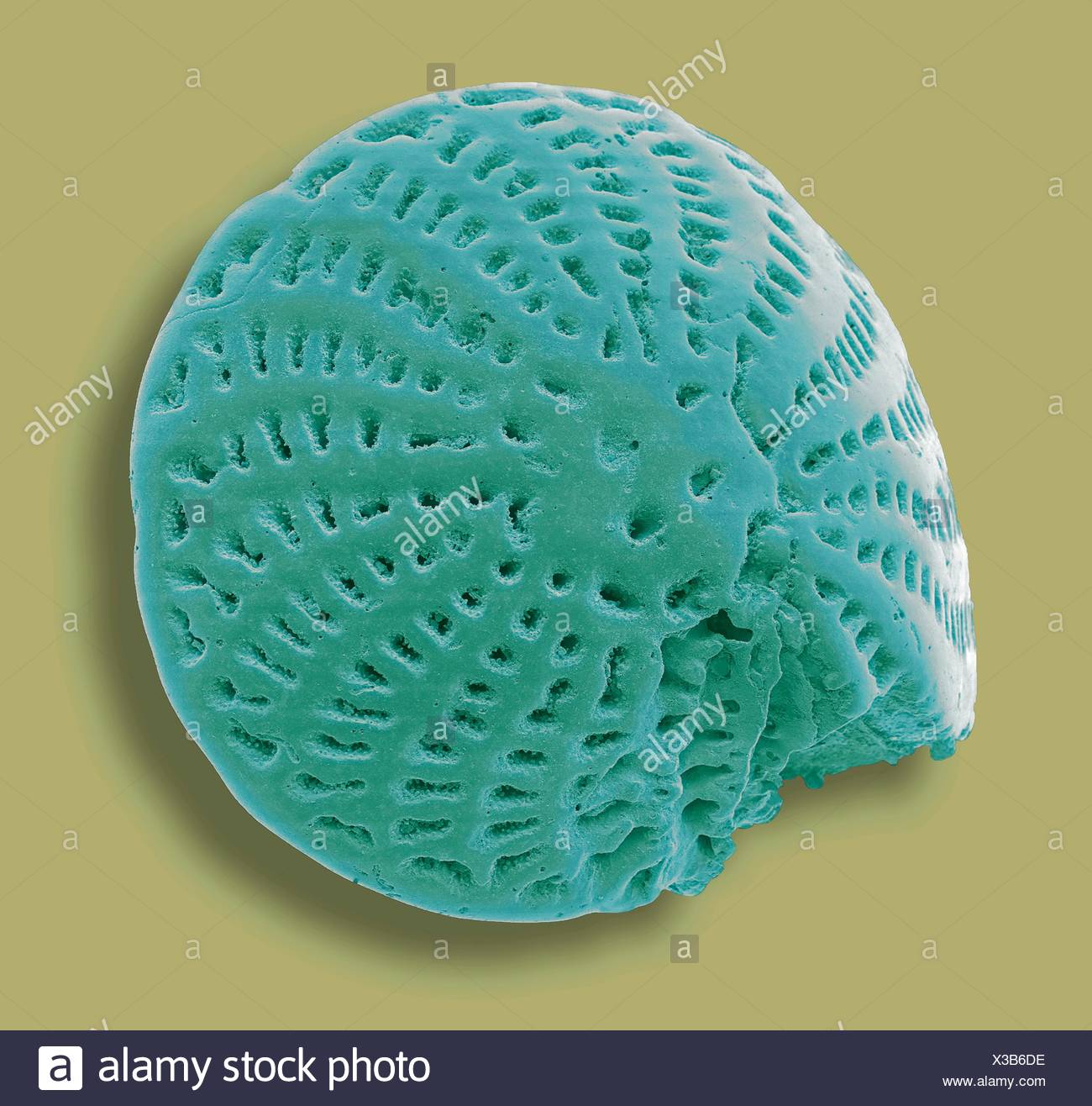 Foraminiferans High Resolution Stock Photography and Images - Alamy