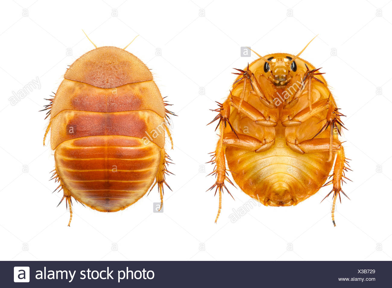 Dorsal Ventral High Resolution Stock Photography and Images - Alamy