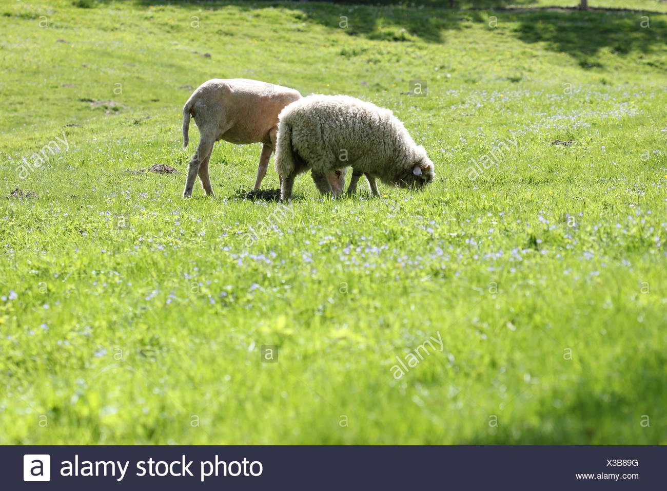 Wallachian High Resolution Stock Photography and Images - Alamy