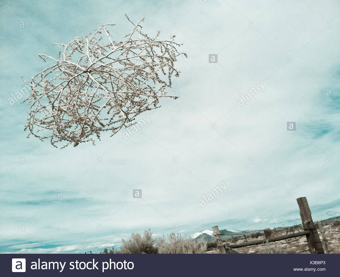 Tumbleweed Desert High Resolution Stock Photography and Images - Alamy