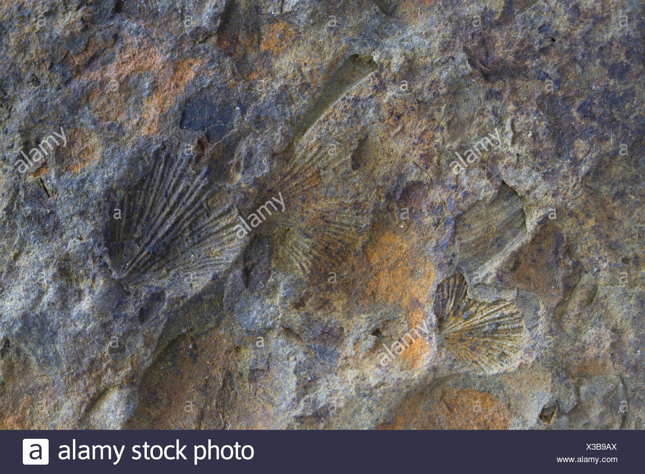 Welsh Fossils High Resolution Stock Photography and Images - Alamy