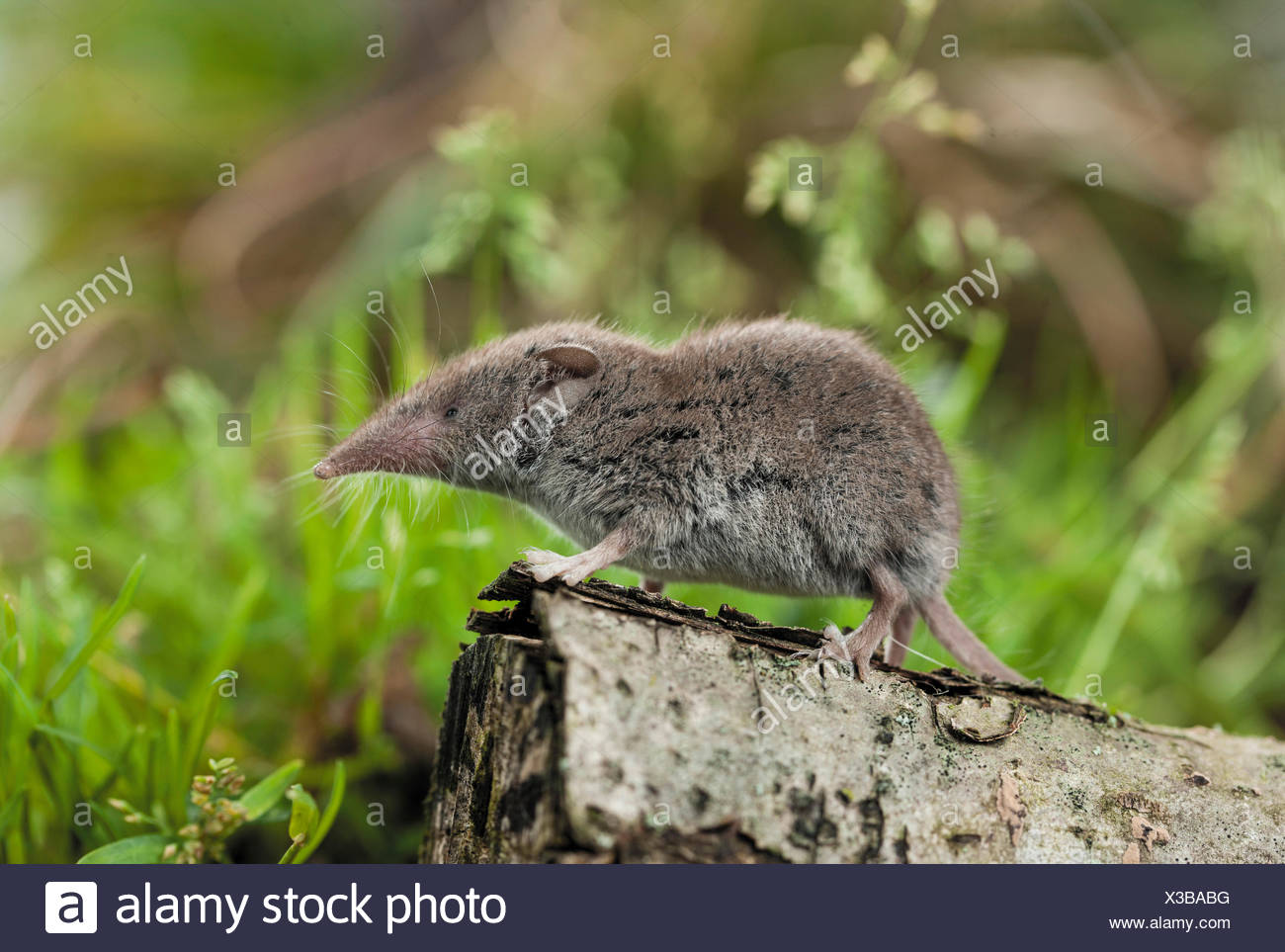 Crocidura Russula Stock Photos & Crocidura Russula Stock Images - Alamy
