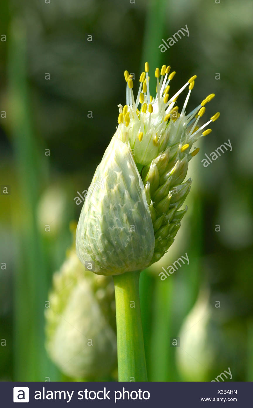 Budding Stock Photos & Budding Stock Images - Alamy