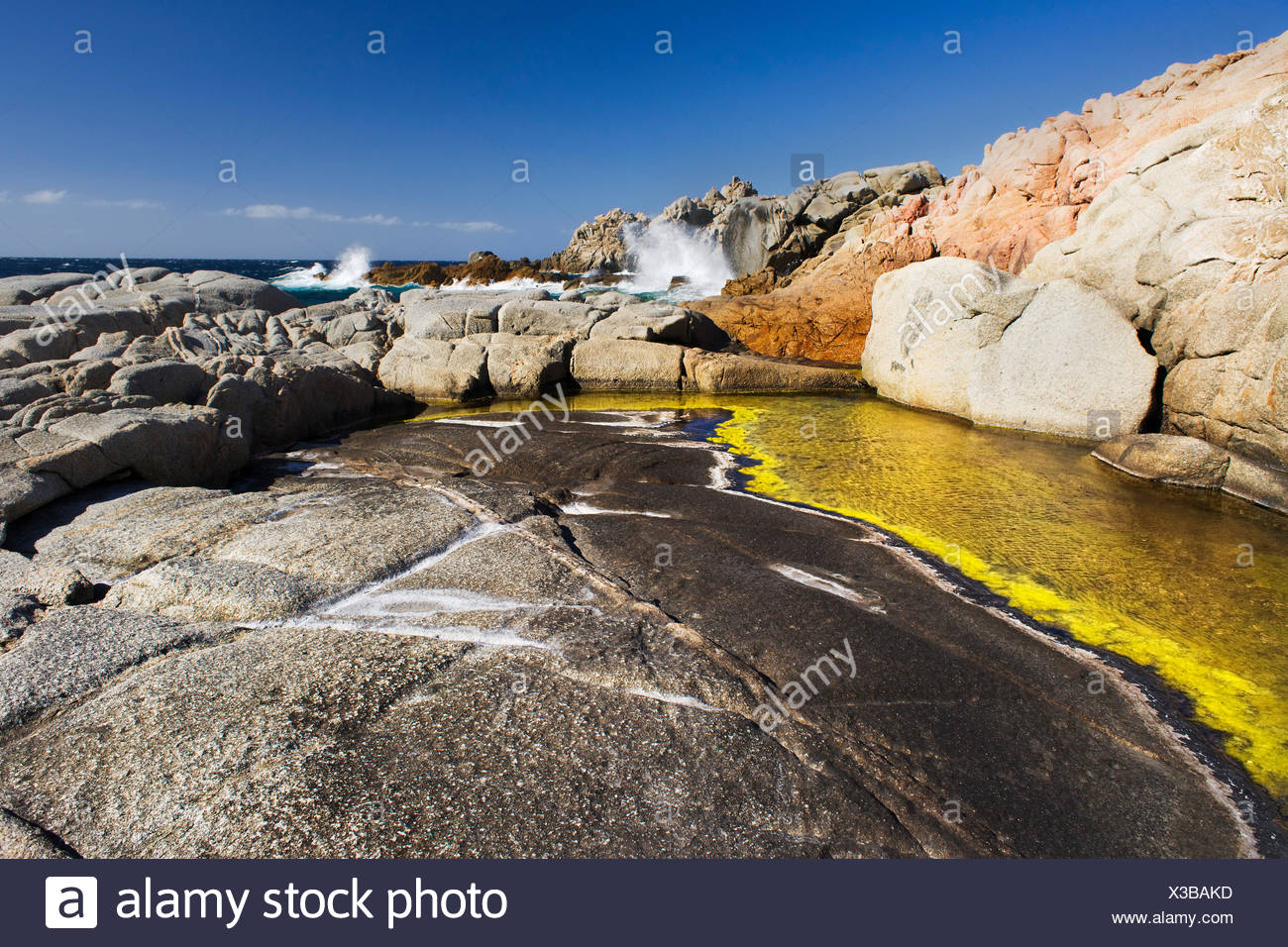 Chrysophyta High Resolution Stock Photography and Images - Alamy