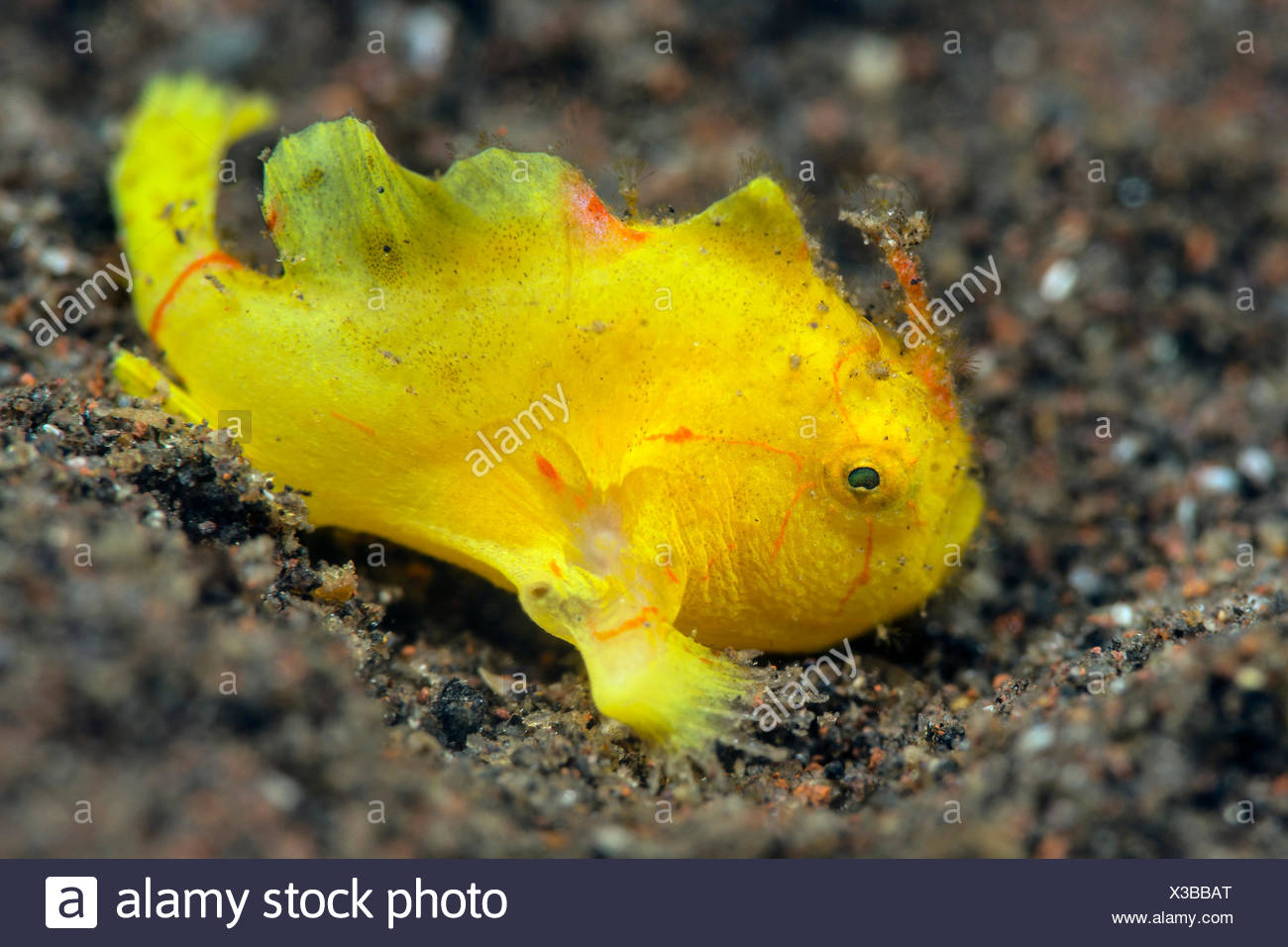 Hispid High Resolution Stock Photography and Images - Alamy