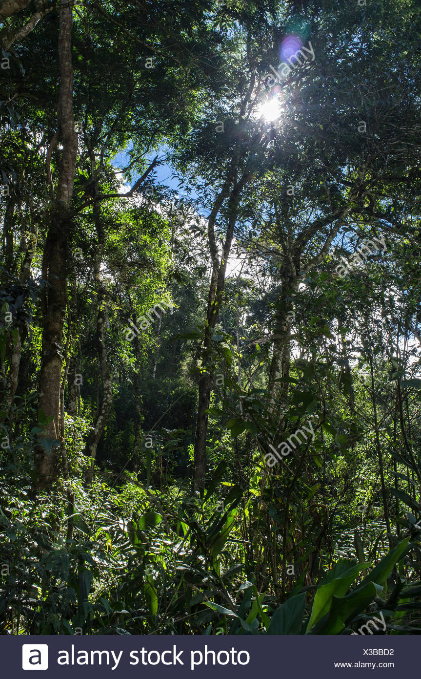 Atlantic Forest Brazil High Resolution Stock Photography and Images - Alamy