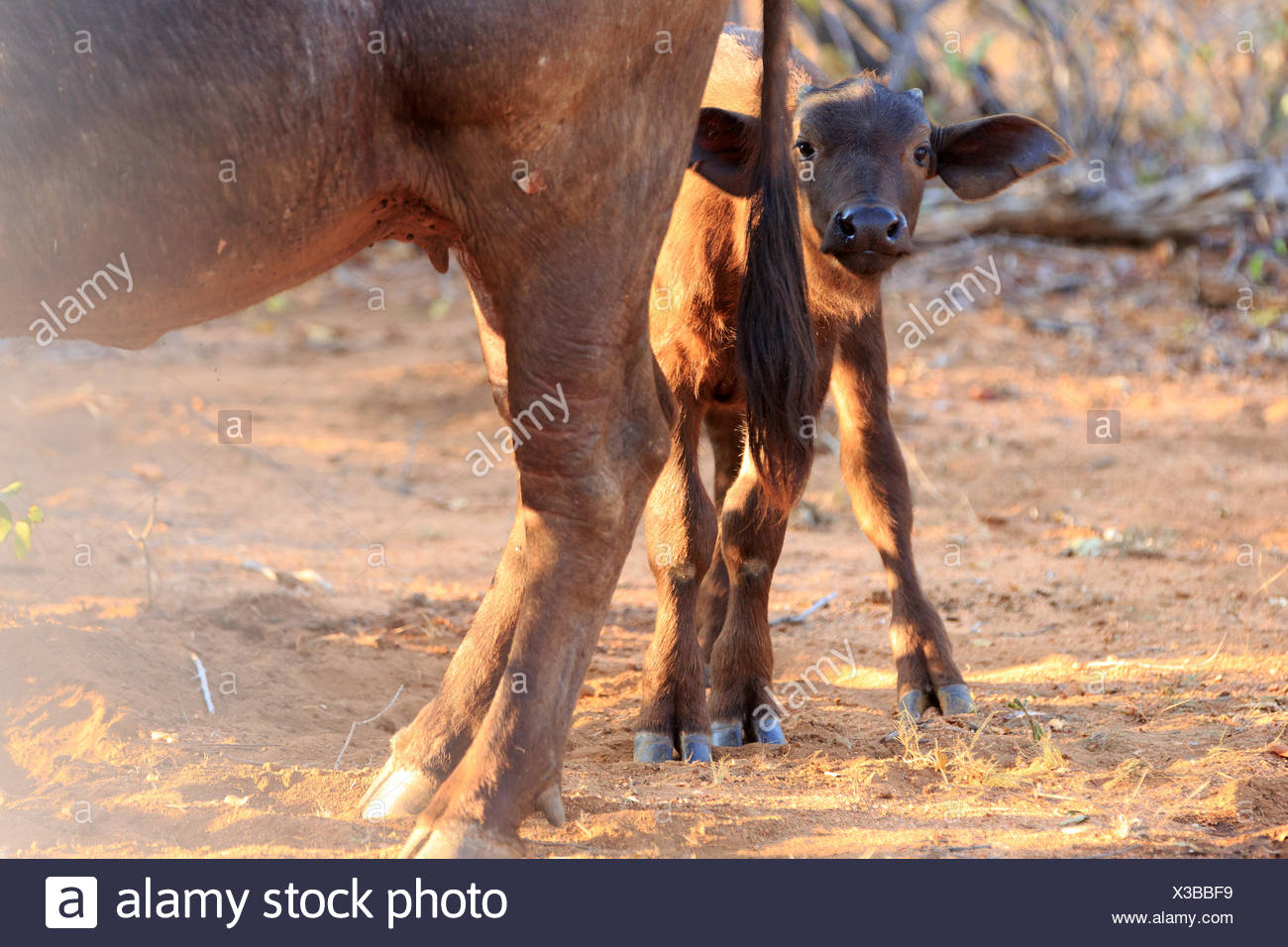 African Buffalo Baby High Resolution Stock Photography and Images - Alamy